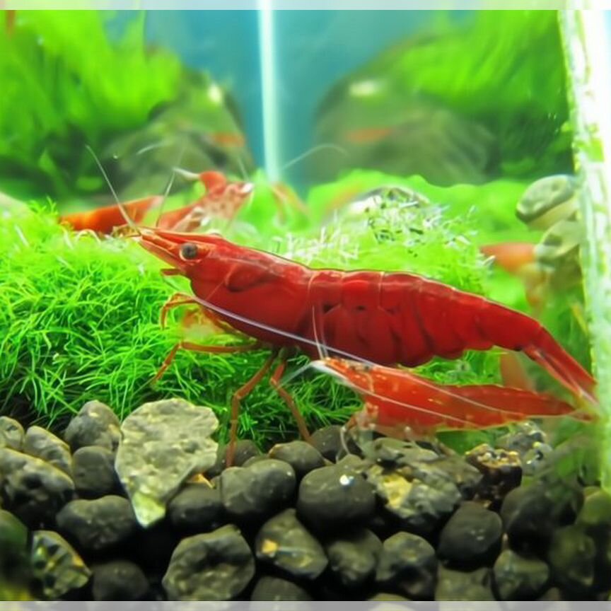 Креветка красная