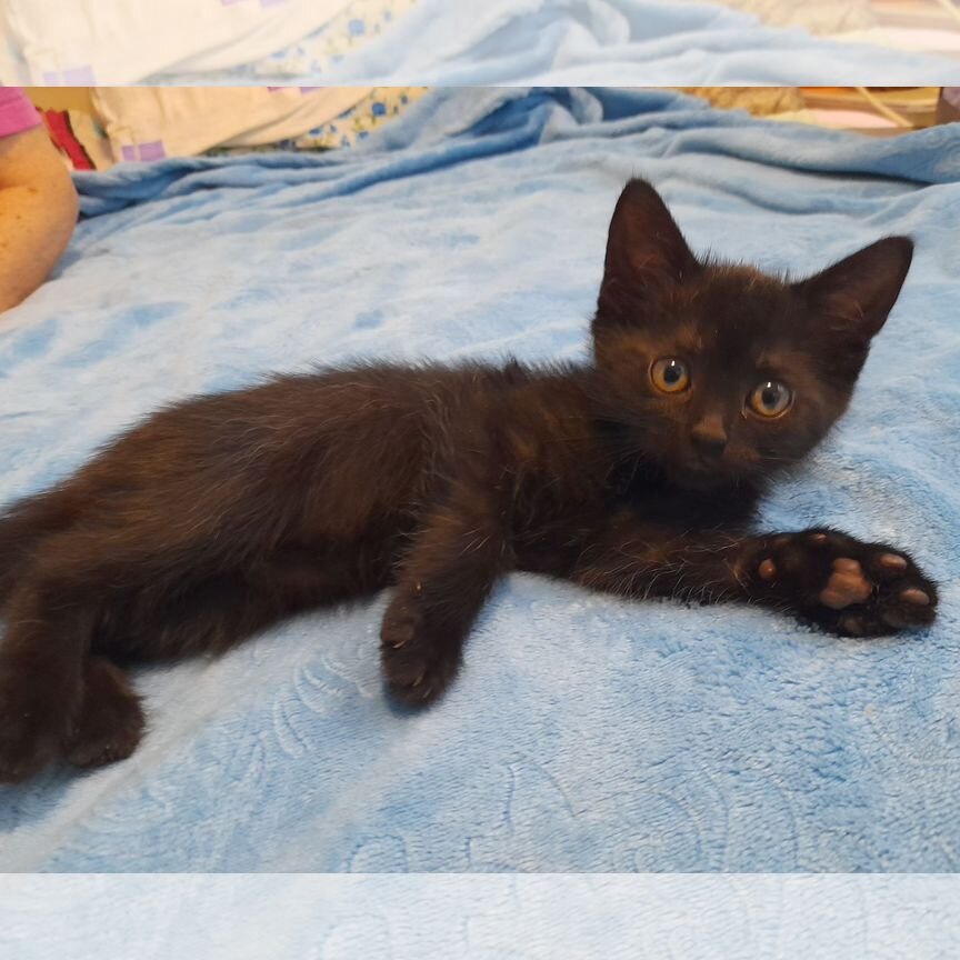 Шотландские котята метисы