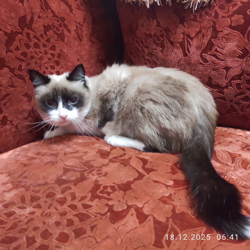 Невская маскарадная кошка, взрослая