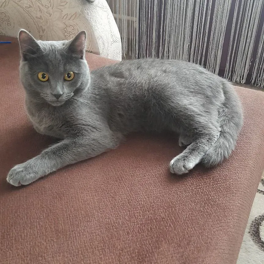 Котенок
