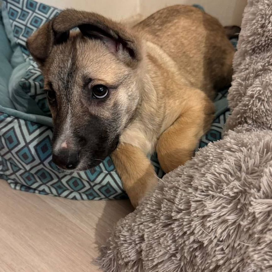 Щенок в добрые руки бесплатно