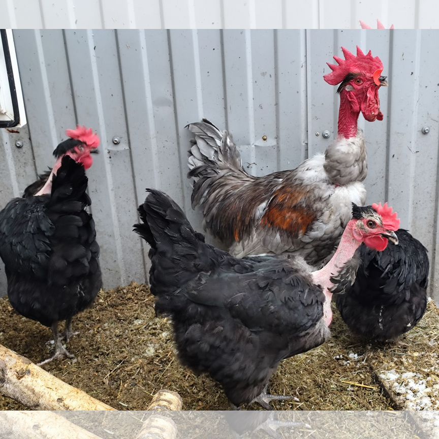 Куры голошейки несущиеся