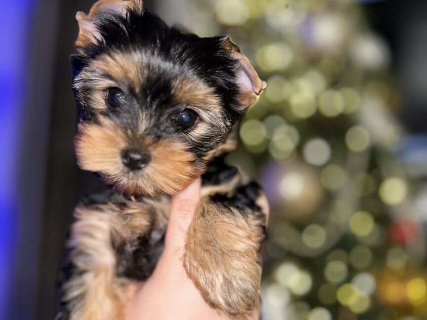 Новогодний подарочек