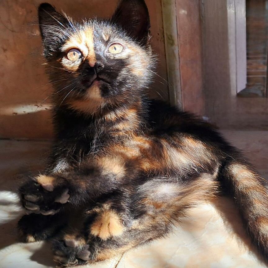 Кошки в добрые руки бесплатно