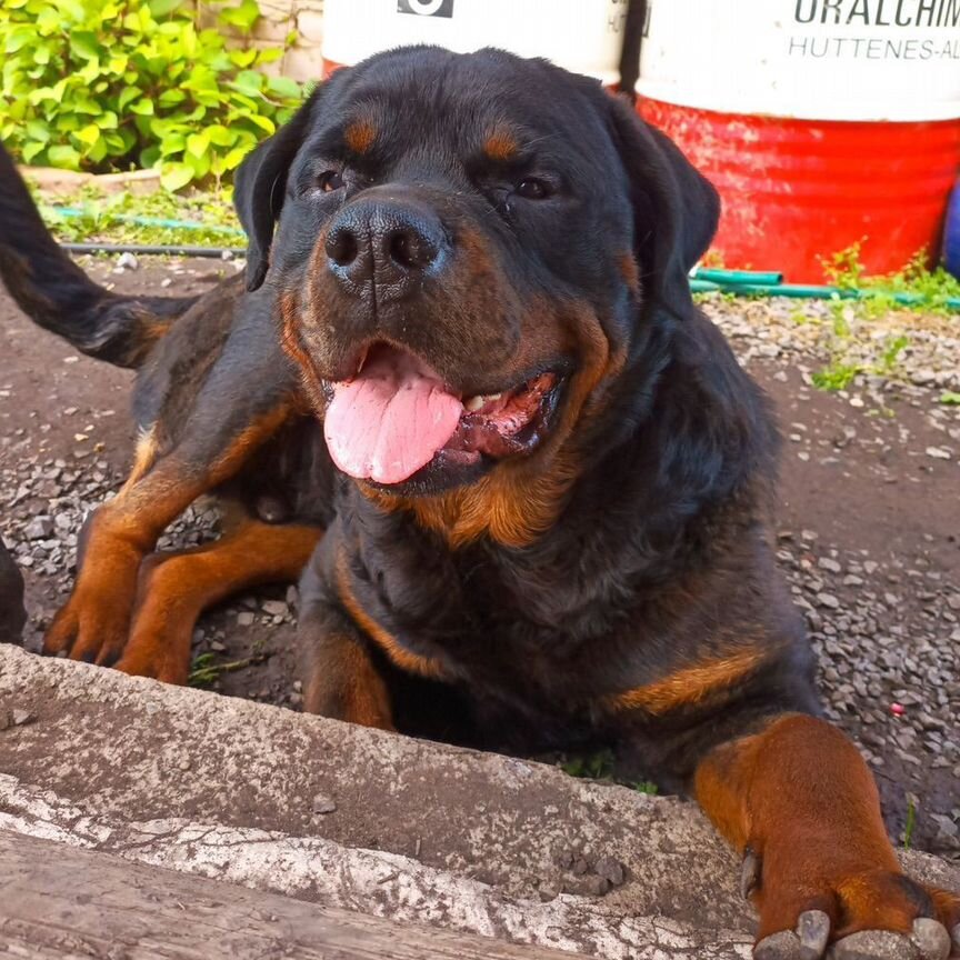 Ротвейлер, взрослый пёс