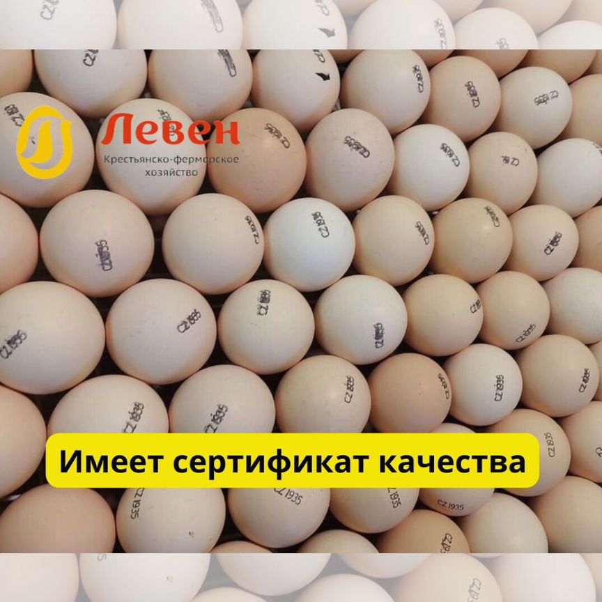 Импортное инкубационное яйцо кобб 500 и Росс 308