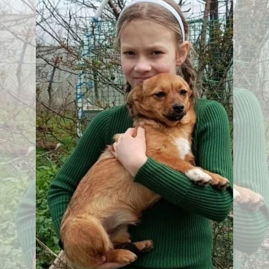 Щенок в добрые руки