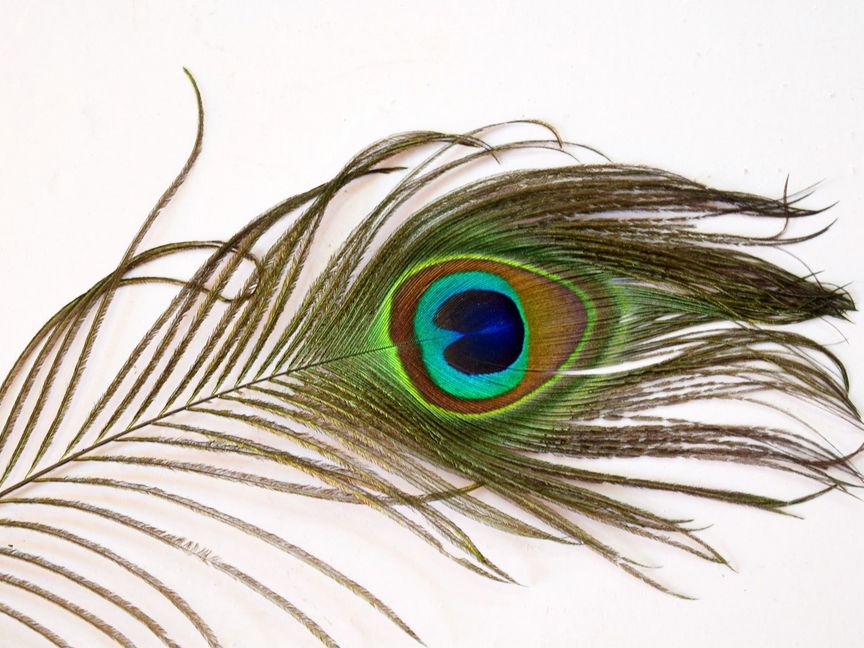 Павлин перья 45 шт