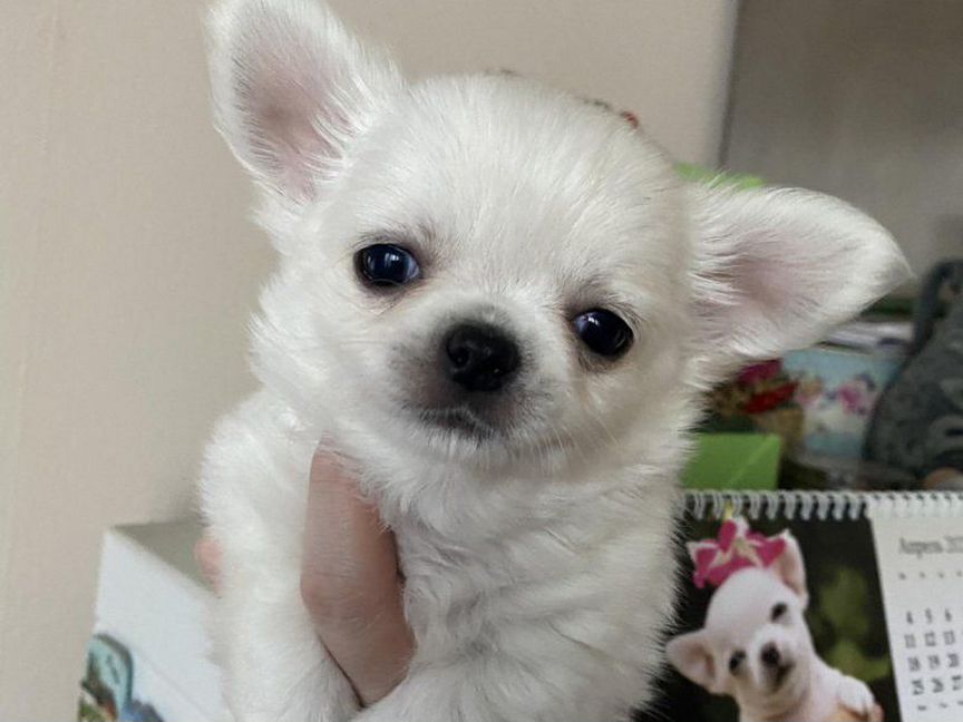 Щенки чихуахуа