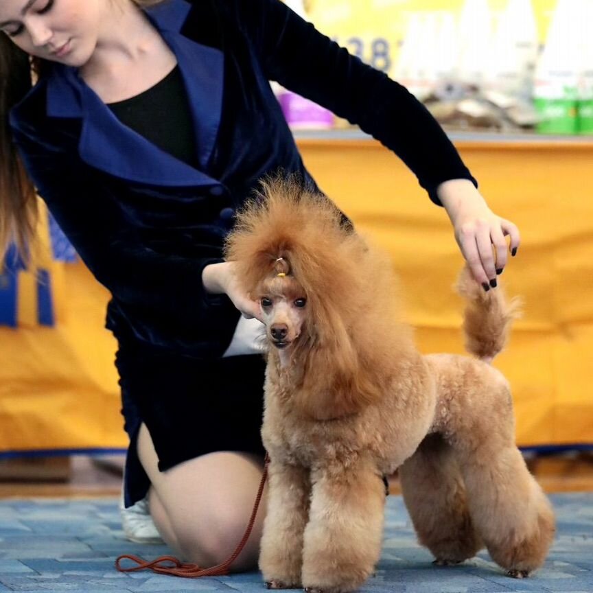 Щенок (девочка) миниатюра пудель