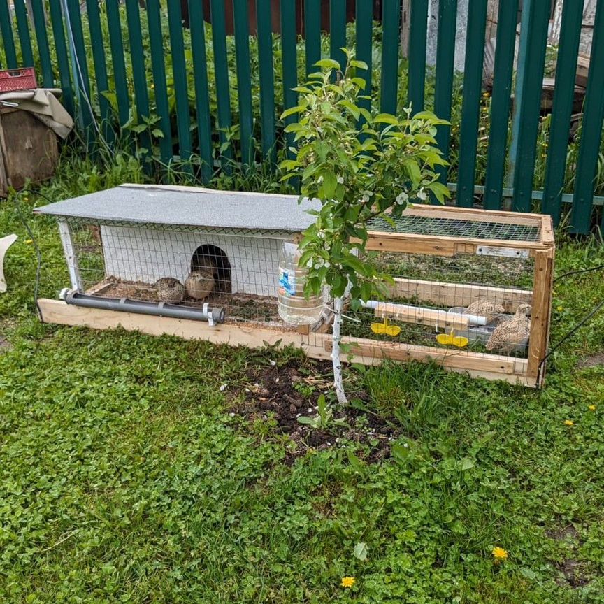 Перепелятник на 10 шт