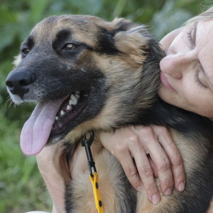 Щенок-подросток Боня в дар бесплатно