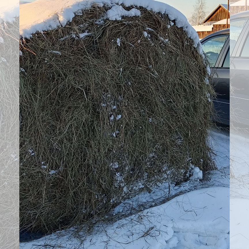 Продам сено в рулонах прф180