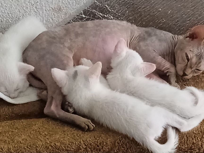 Сфинкс Браш в добрые руки