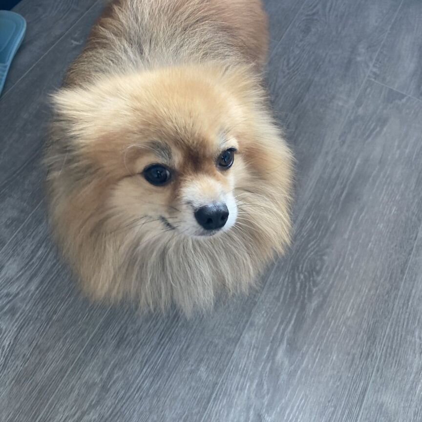 Отдам в добрые руки шпиц