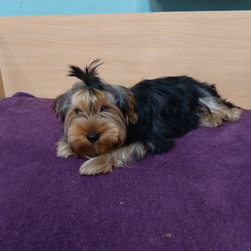 Йоркширский терьер