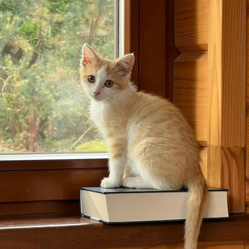 Ласковый котенок в добрые руки