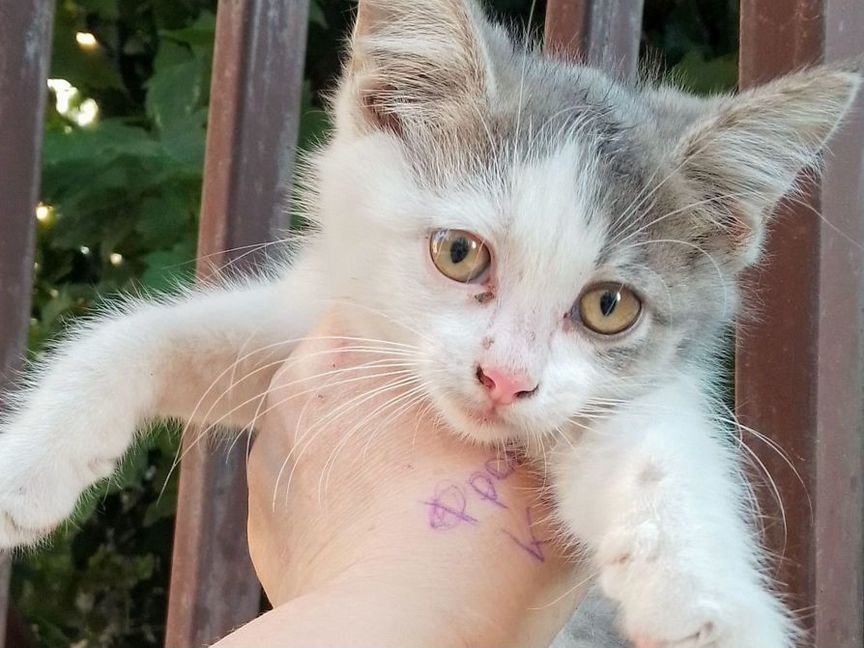 3х мес.котёночка выбросили, он свалился с дерева