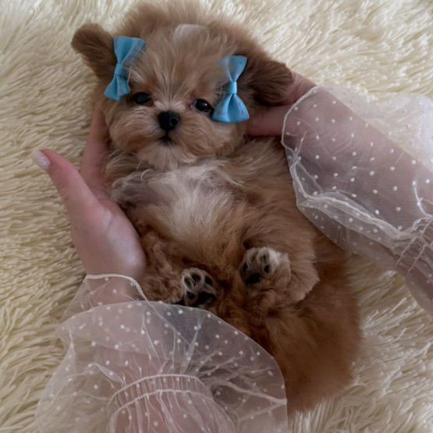 Мальтипу, щенок