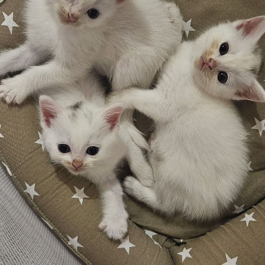 Котята в добрые руки мальчики