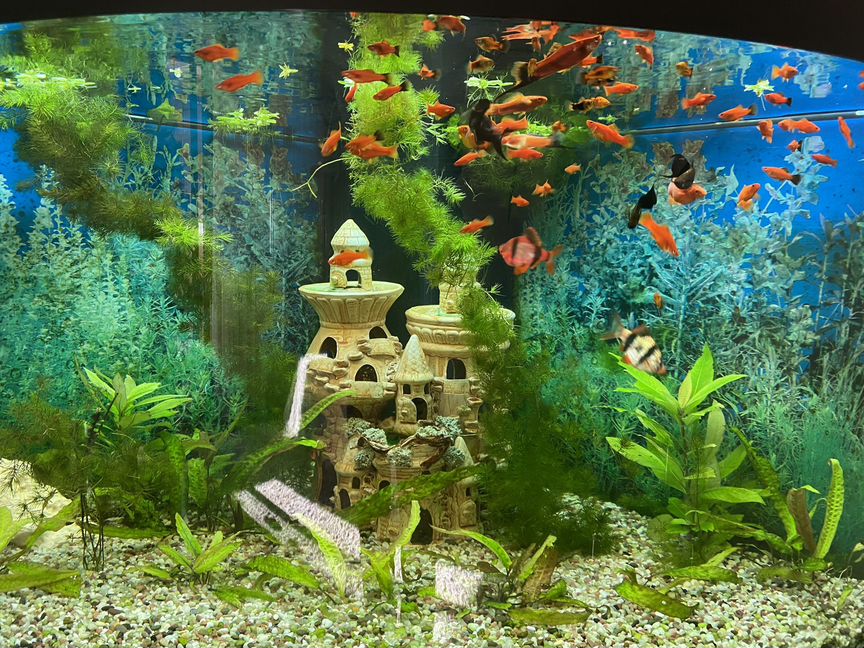 Аквариумные рыбки