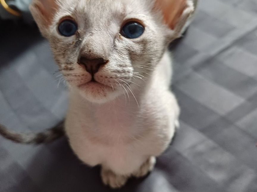 Ориентальная