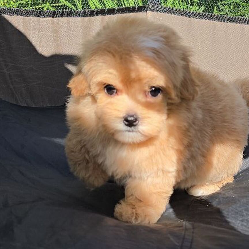 Мальтипу ф1 мальчик