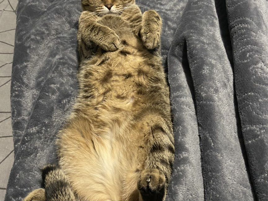 Кошка на вязку