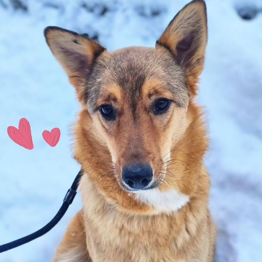 Взрослая собака в добрые руки