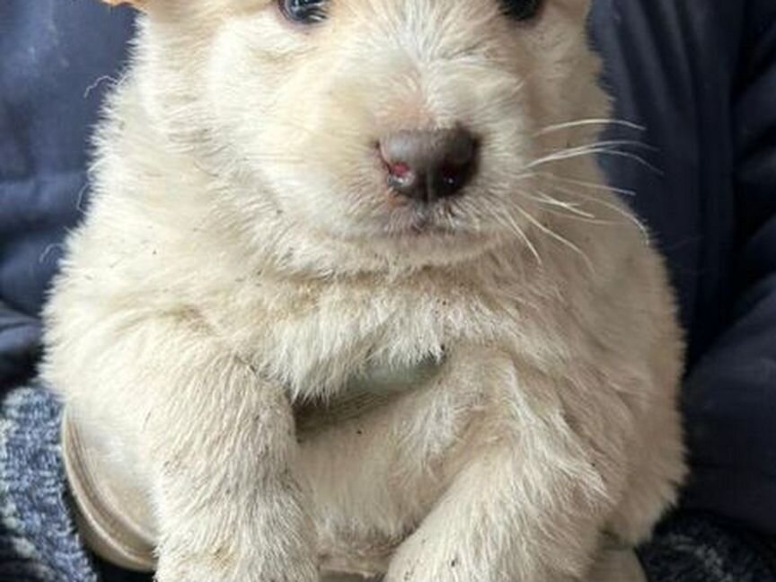 Мальчик в хорошие ручки, бесплатно