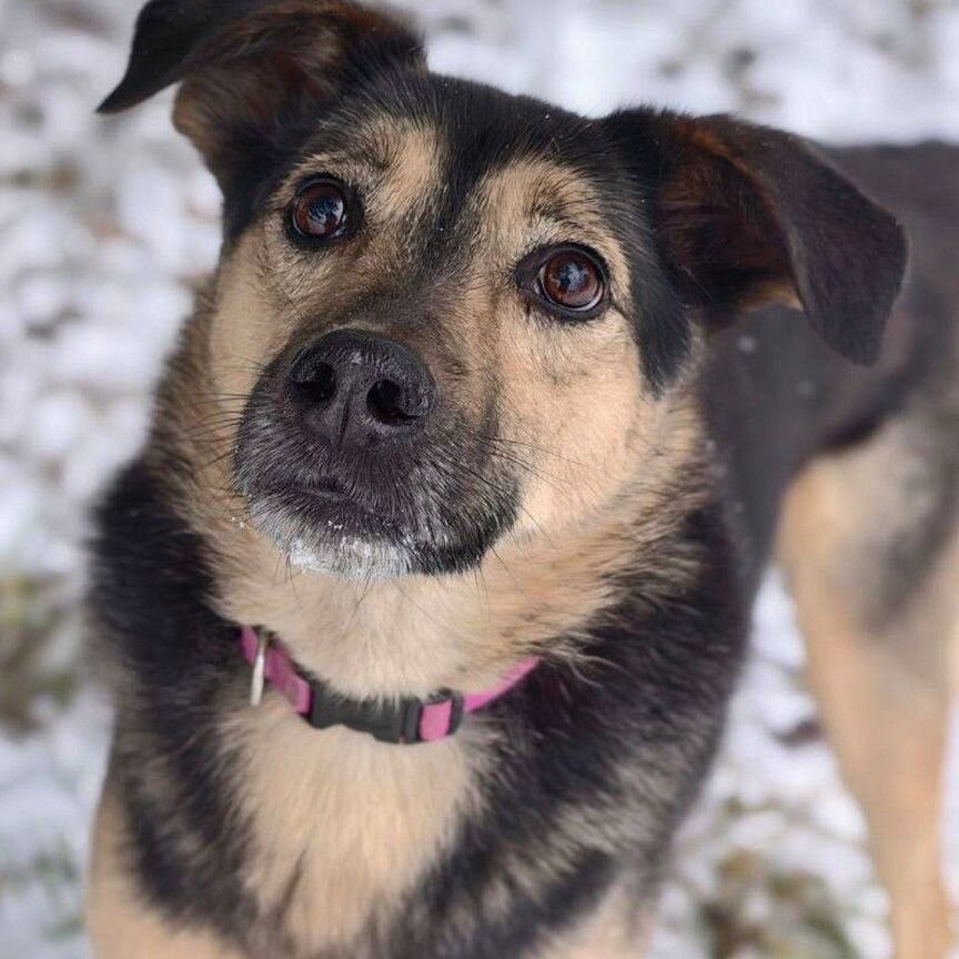 Взрослый пёс в добрые руки