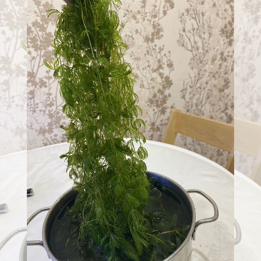 Роголистник для аквариума