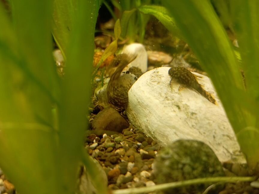 Продам сомиков анциструсов 3-4 см