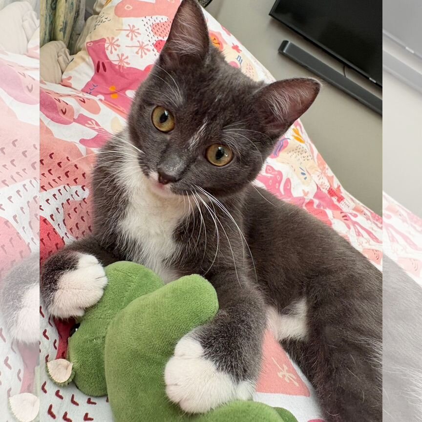 Котёнок в добрые руки