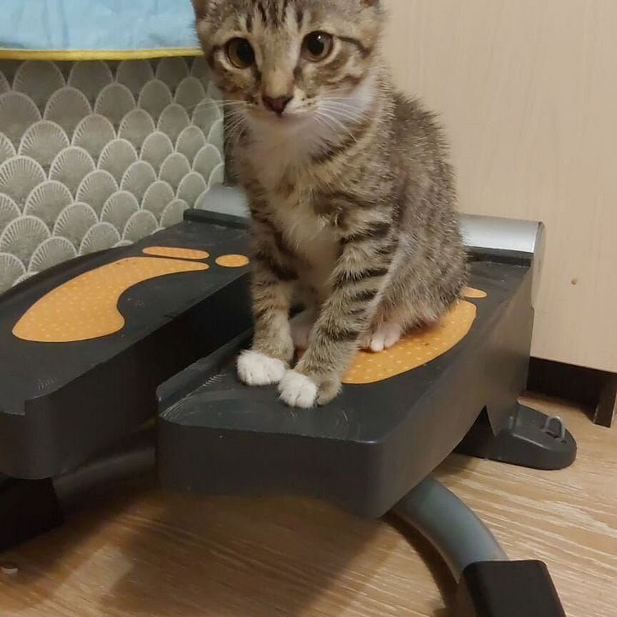 Котята в добрые руки приучены к лотку