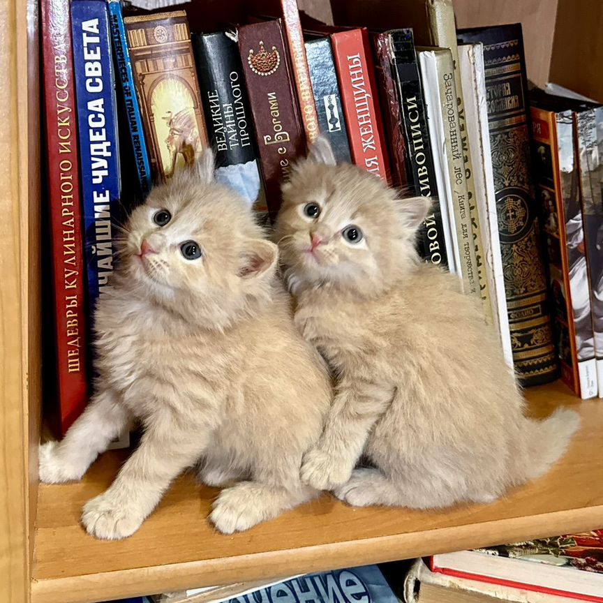 Котята в добрые руки бесплатно