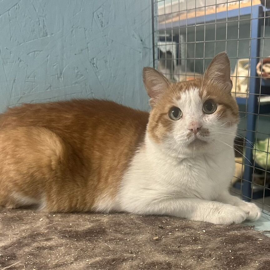 Созерцательный котик Шоня ищет дом