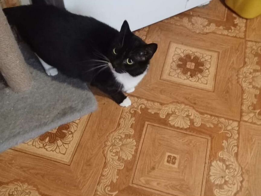 Кошка в добрые руки