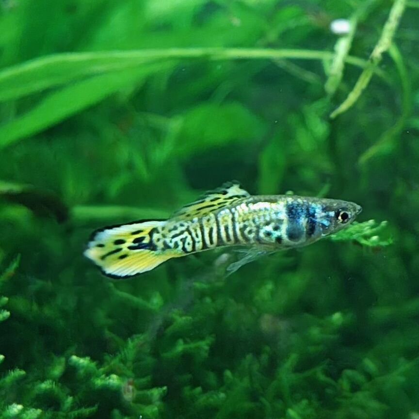 Гуппи 1 самец и 2 самки