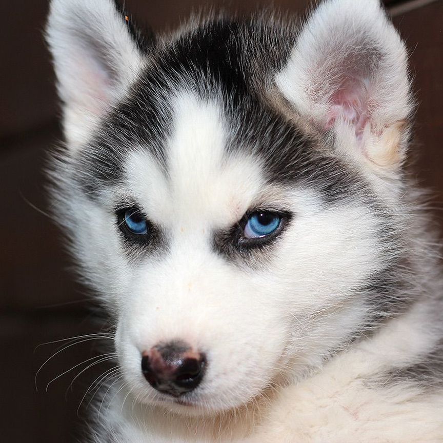 Хаска в аренду