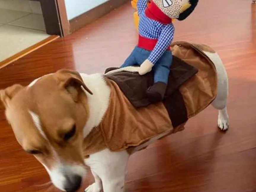 Костюм для собаки