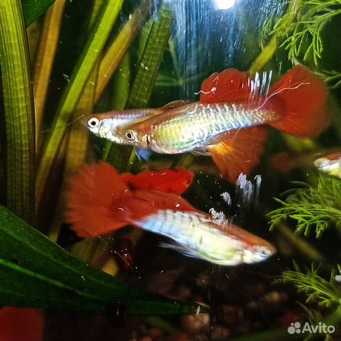 Яркие живородящие рыбки(гуппи и пецилии)