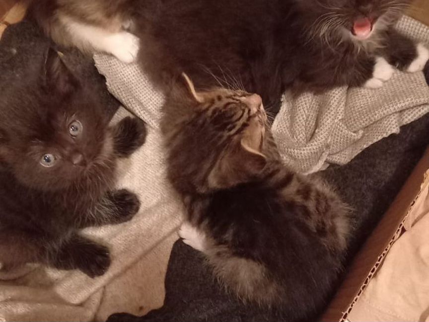 Котята в добрые руки