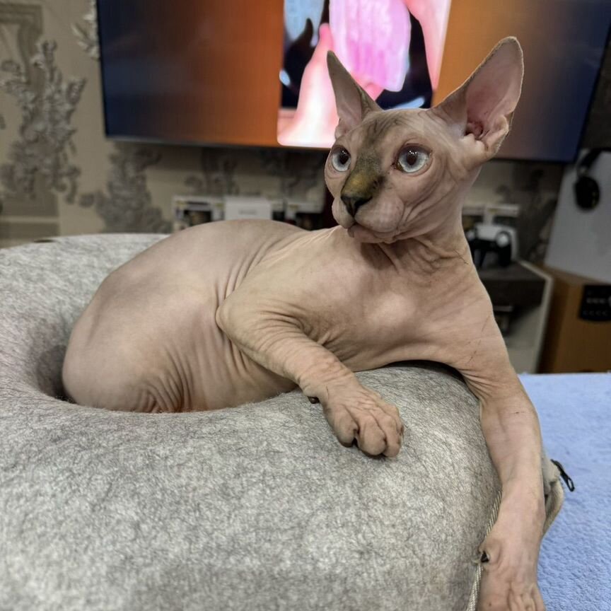 Канадский сфинкс