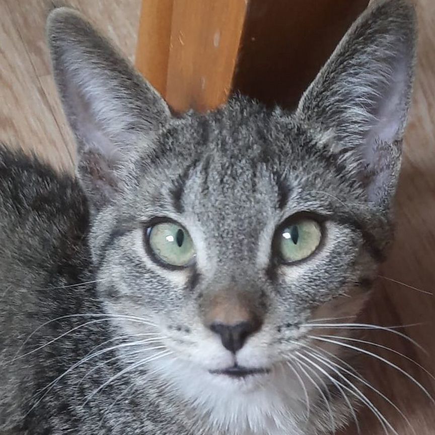 Маленький котенок бесплатно