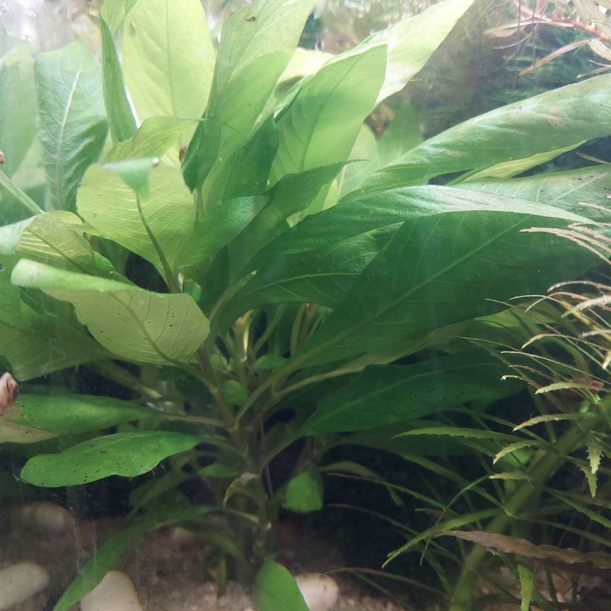 Гигрофила лимонник Hygrophila corymbosa 'Compact'