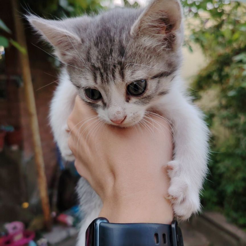 Котёнок, девочка
