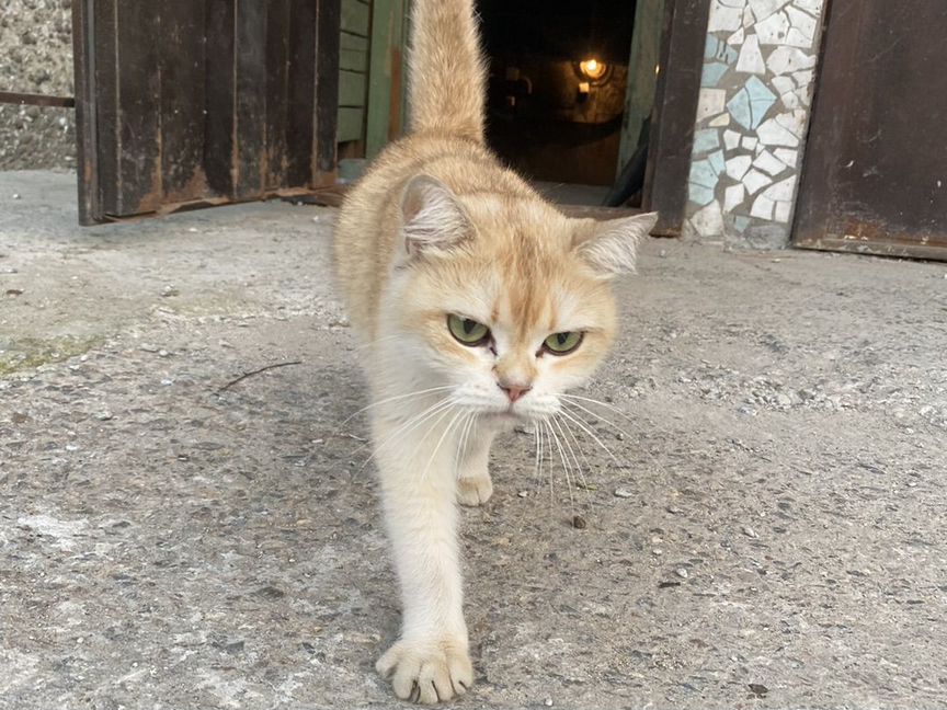 Британец потерялась