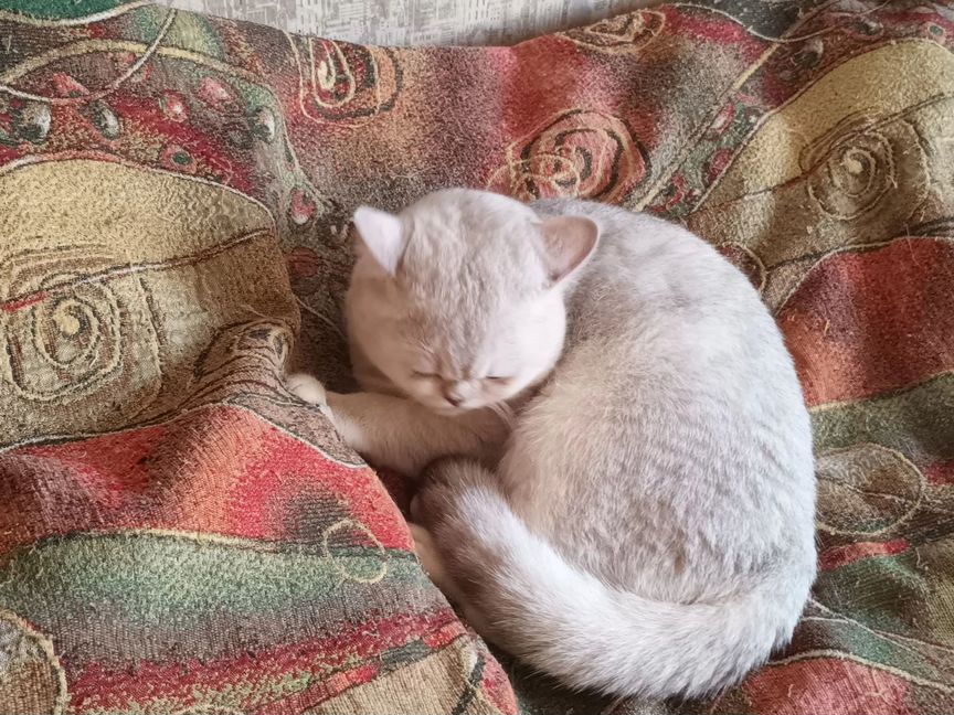 Отдам кота на случку