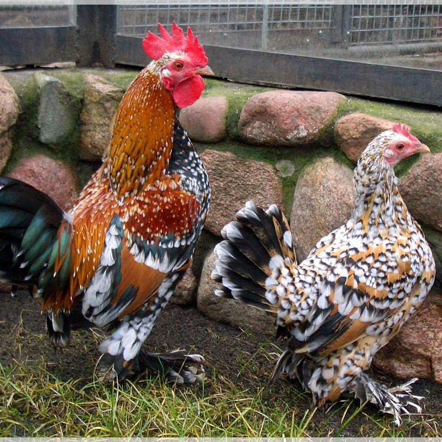 Куры бентамки, 8 месяцев